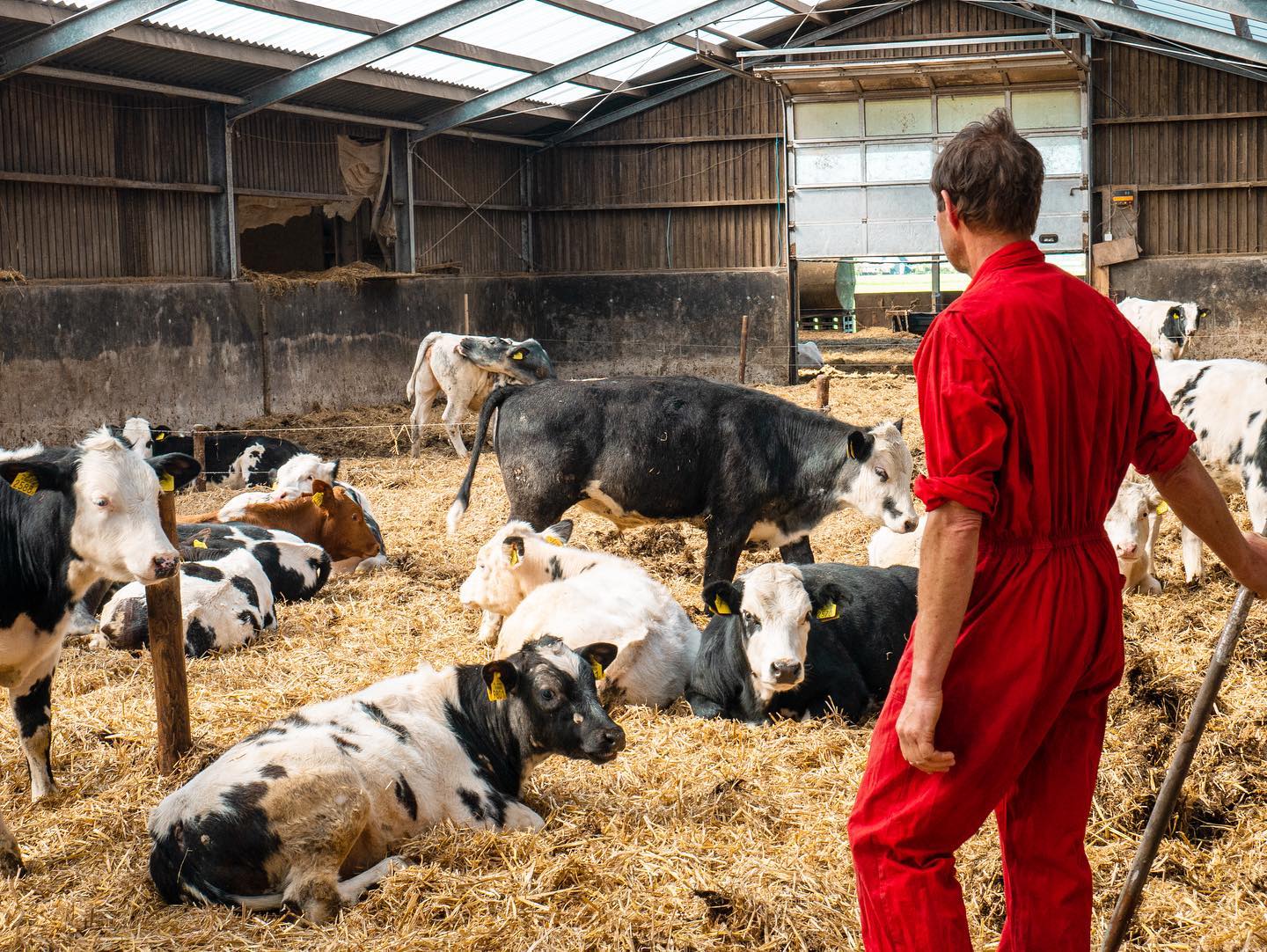 Eerlijk vlees direct van de boer: het vleespakket van Boer Joep! | Foodini